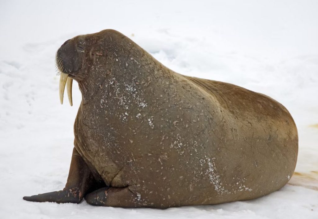 Faune antarctique : quelles sont les animaux en antarctique ? - De ...